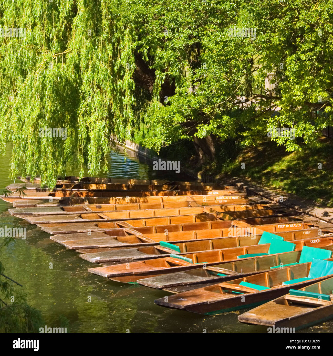 Punts on the River Cam in Cambridge. The River Cam is famous for the ...