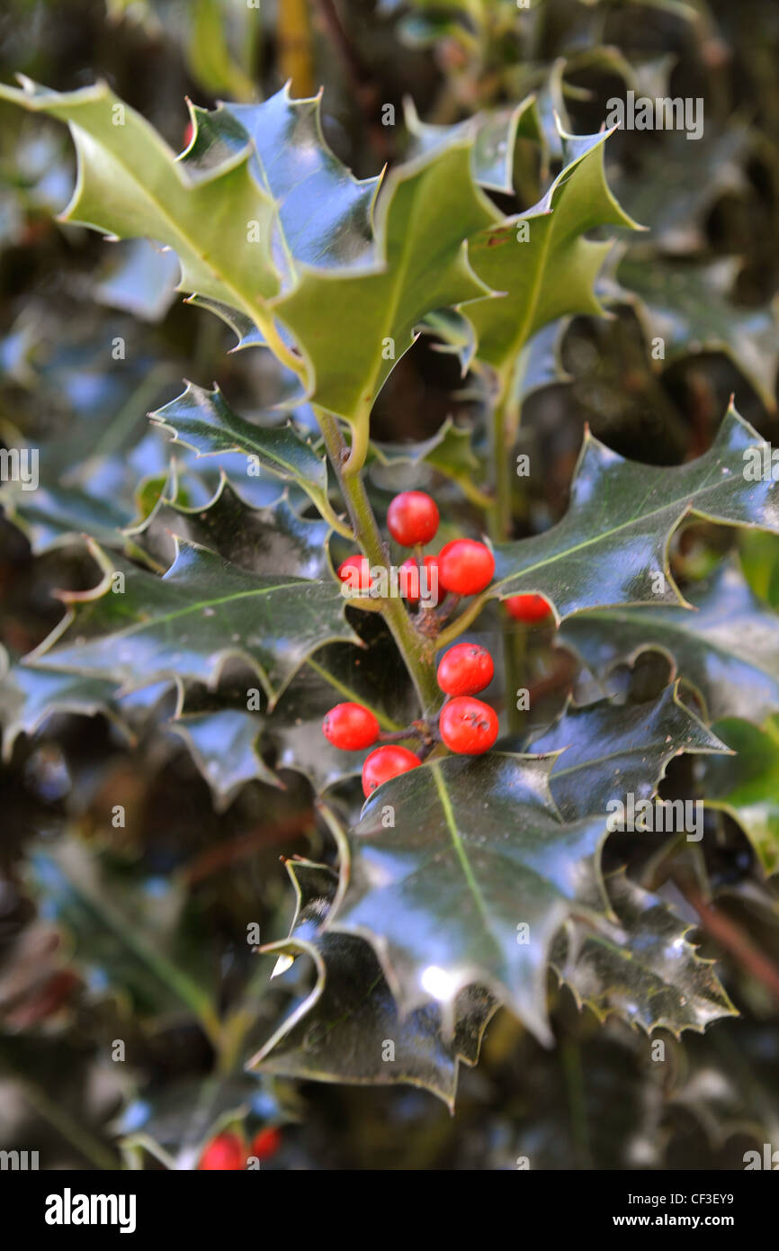 Common holly bush hi-res stock photography and images - Alamy