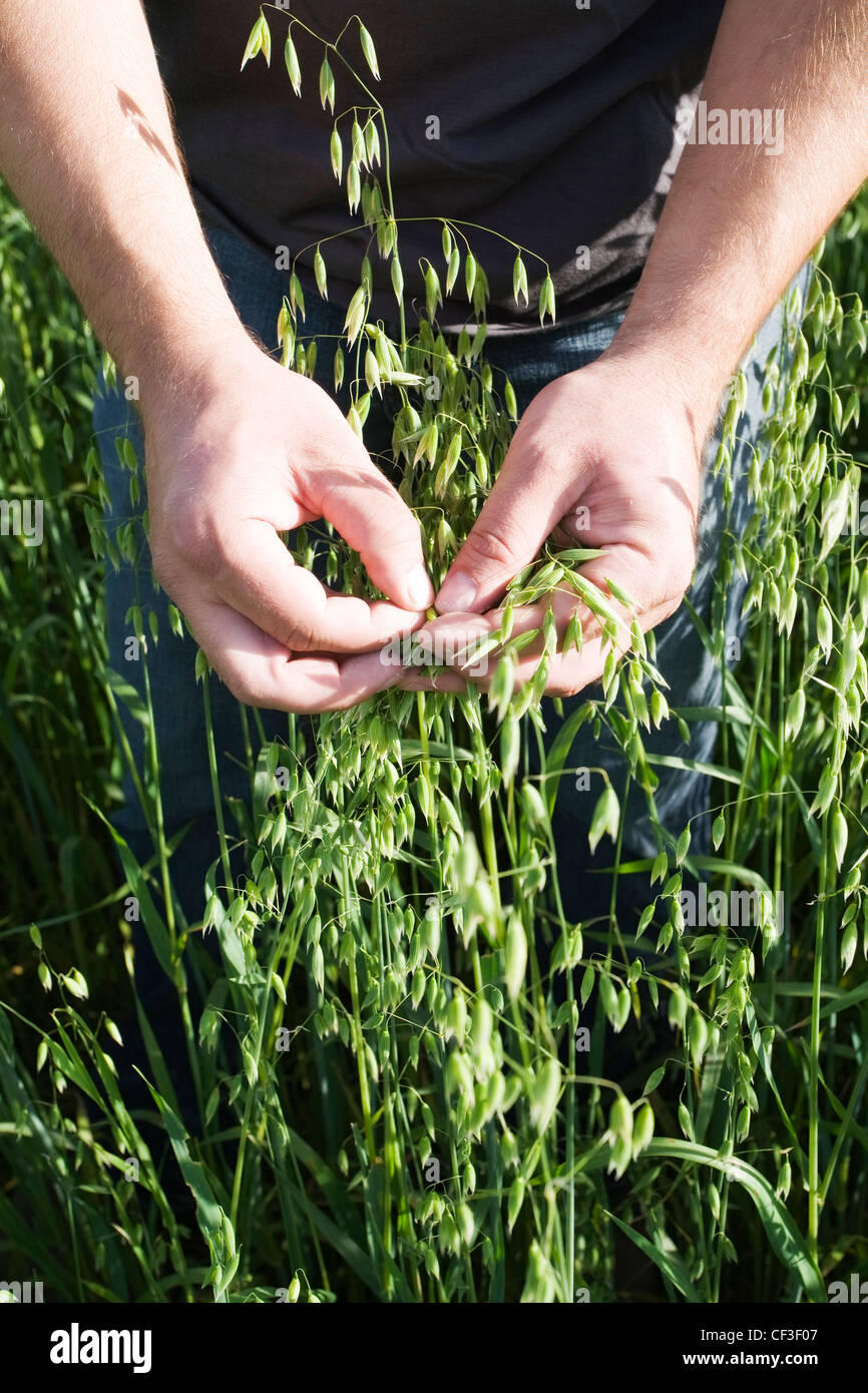 Farmer's hands inspecting oat crops Stock Photo - Alamy