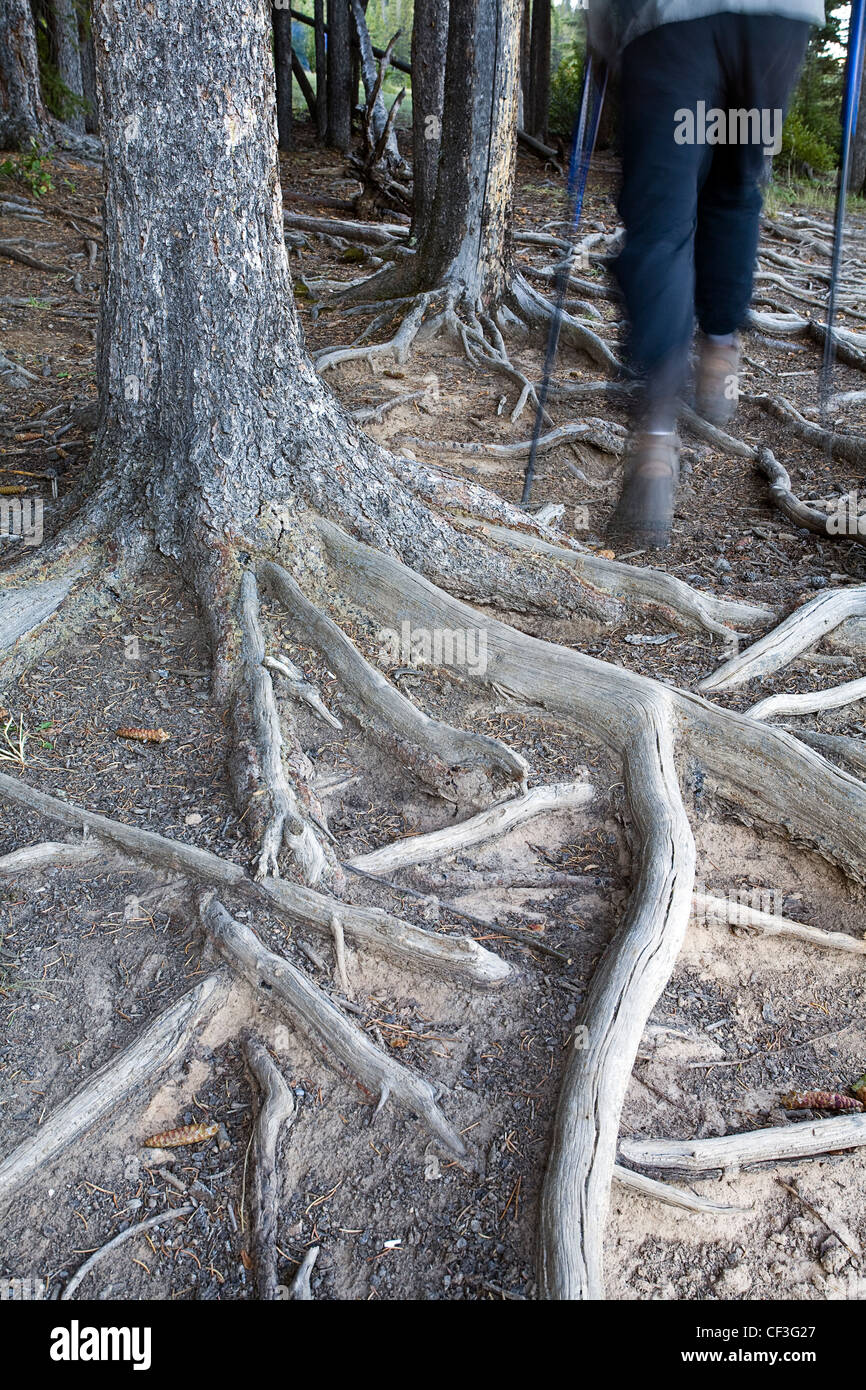 Tree trunks exposed on hiking trail, Banff National Park, Alberta ...