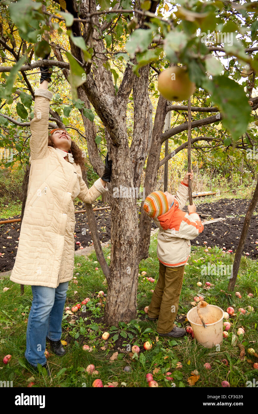 Mather and son gather apples in autumnal garden Stock Photo - Alamy