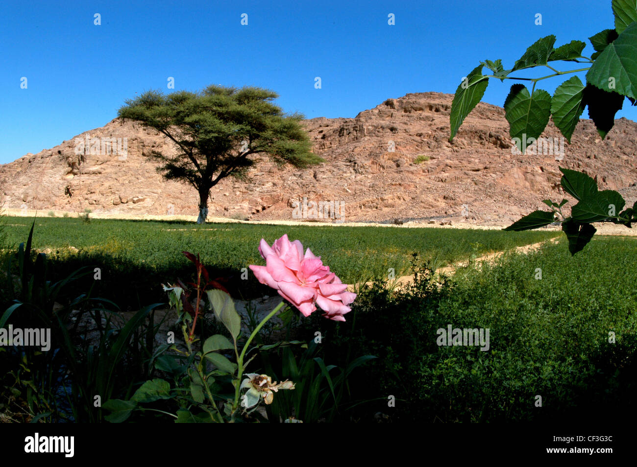 Crops in a field in the middle east hi-res stock photography and images ...