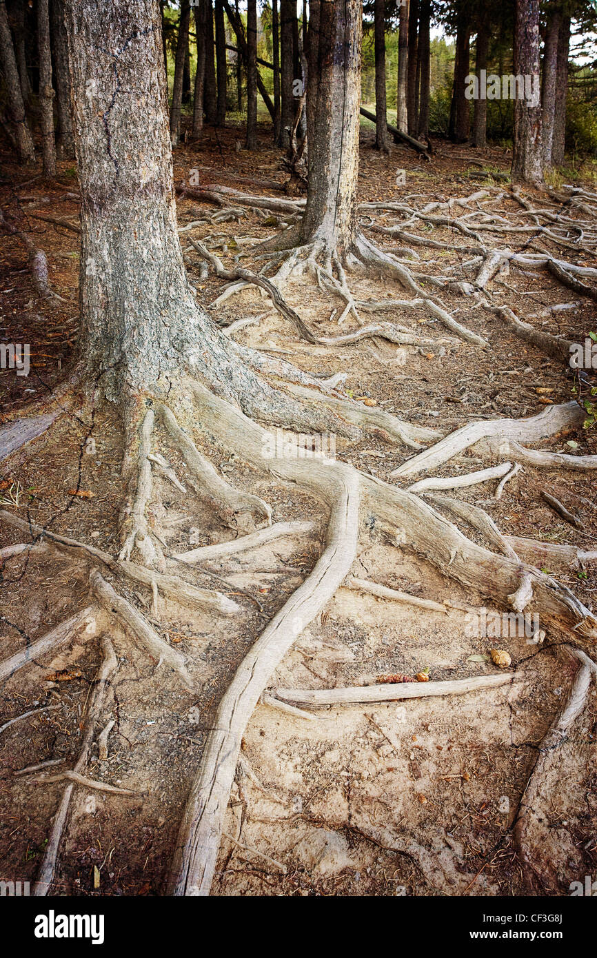 Tree trunks exposed on hiking trail, Banff National Park, Alberta ...