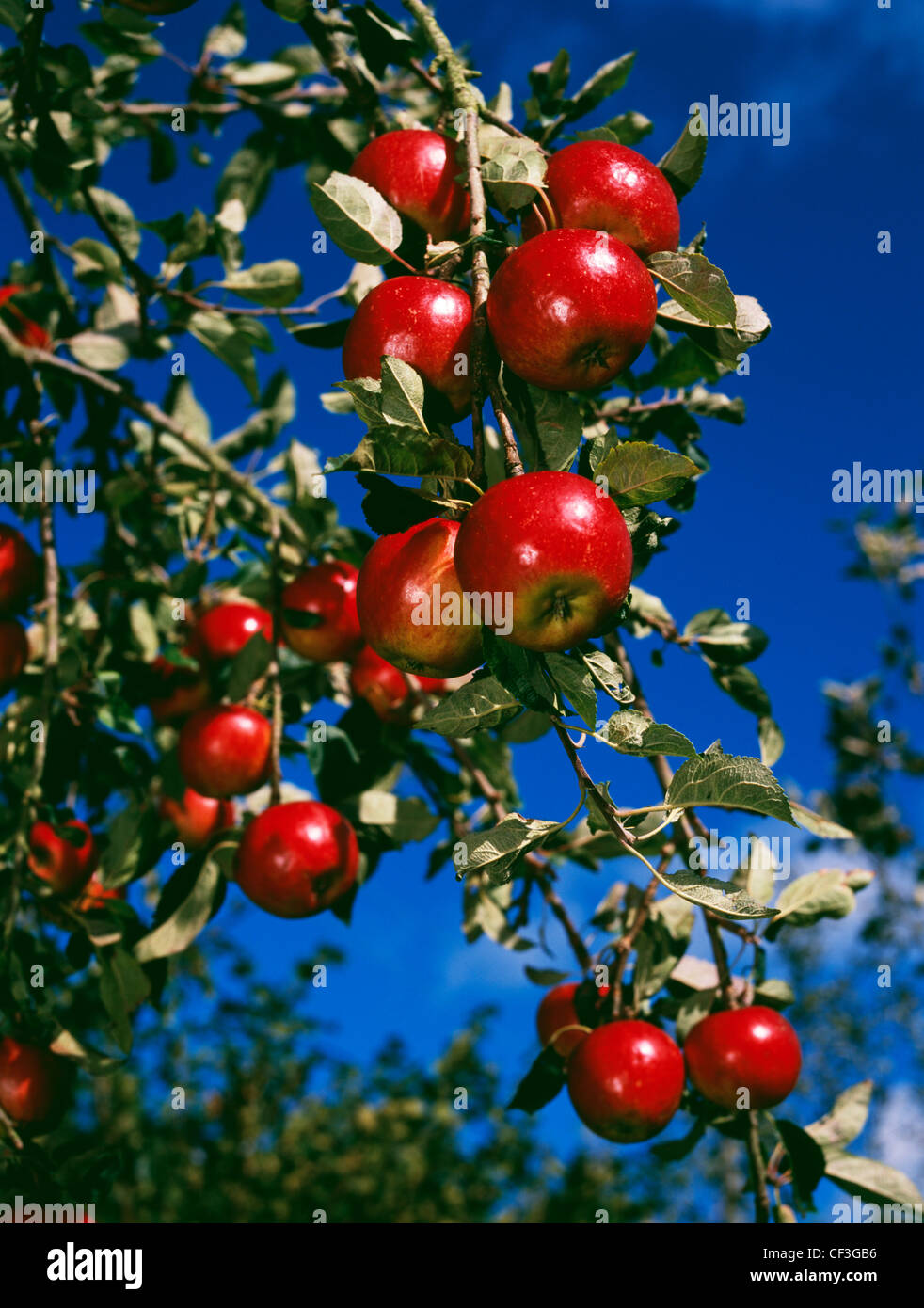 Temptation in the garden of eden hi-res stock photography and images ...