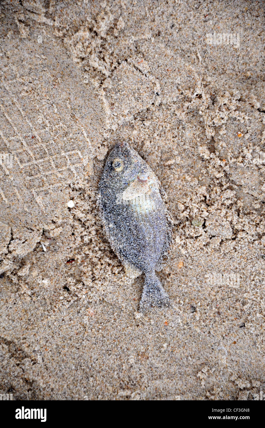 Small dead fish on the beach Stock Photo - Alamy
