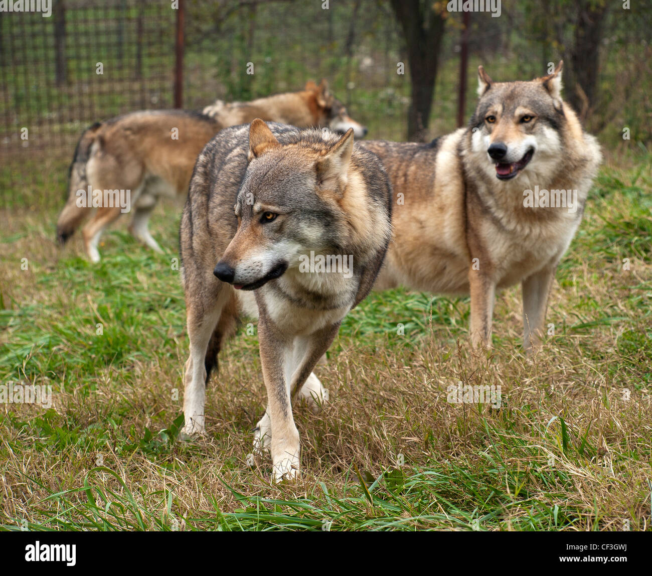 Wildlife wolf hi-res stock photography and images - Alamy