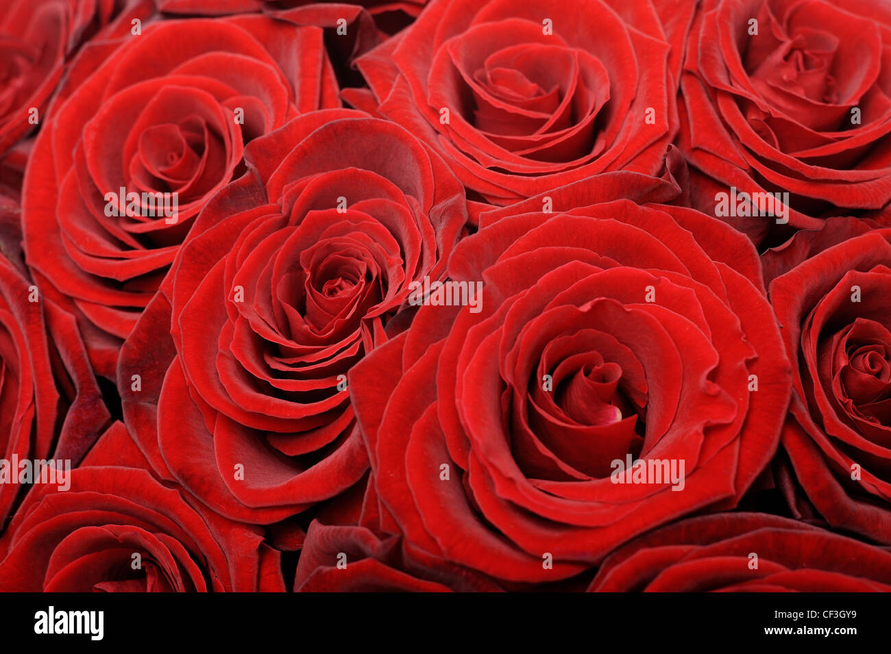 Close up image of a bouquet of red roses Stock Photo - Alamy