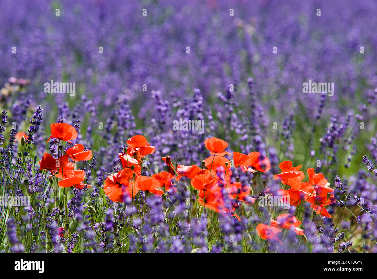 Lavender and poppies hi-res stock photography and images - Alamy