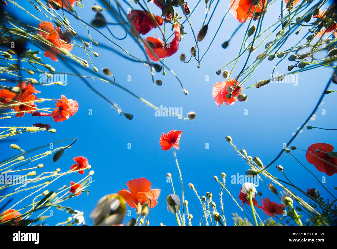 Ground level view in a field hi-res stock photography and images - Alamy