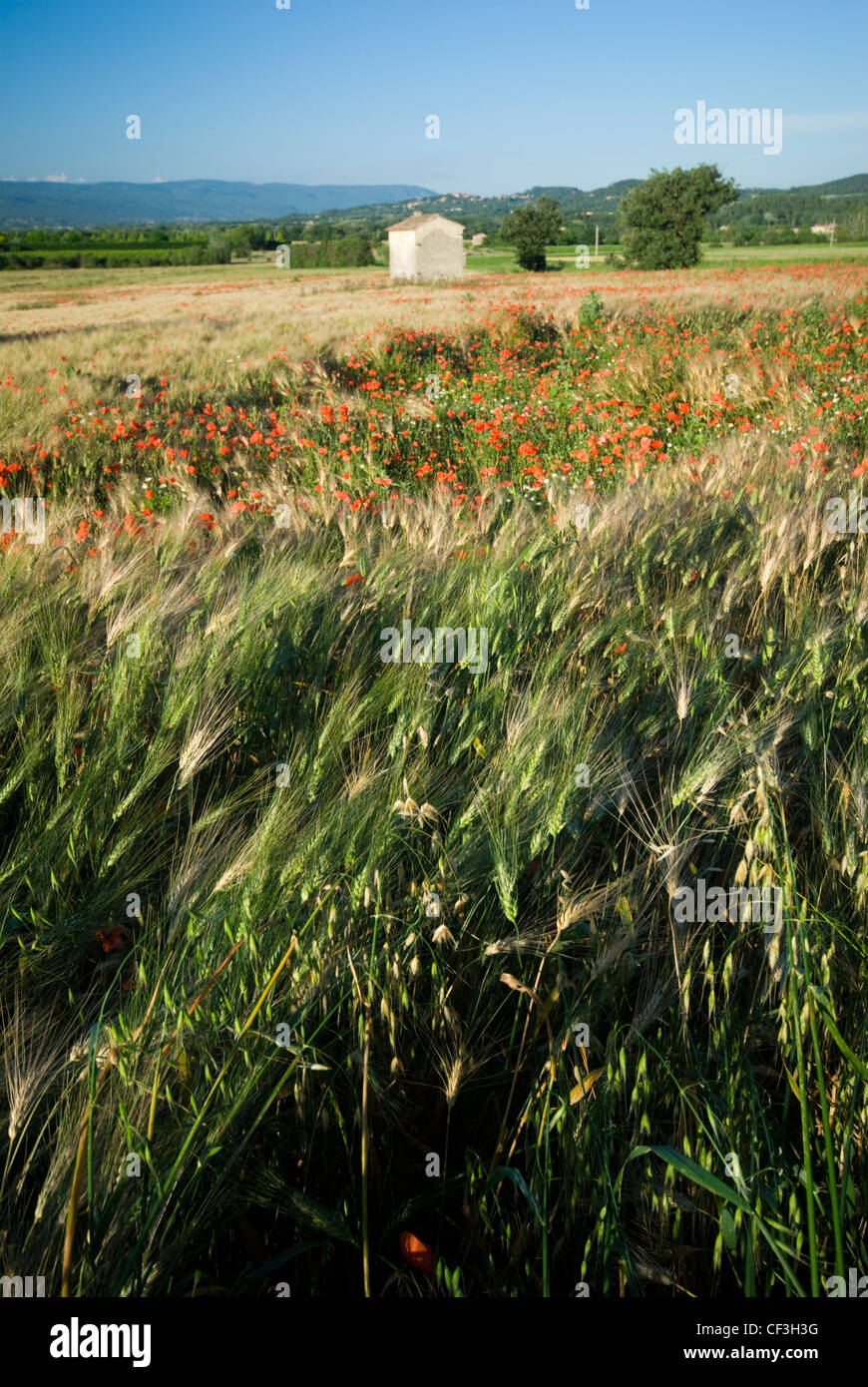 A solitary barn in a field of barley and poppies, Provence, France ...
