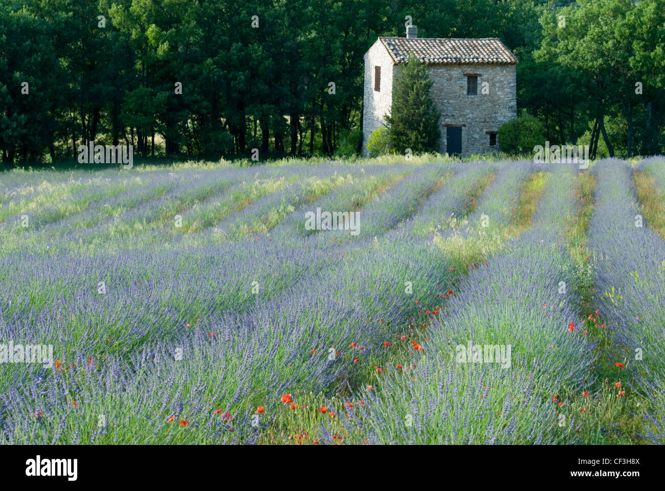 A solitary barn in a field of lavender, Provence, France Stock Photo ...