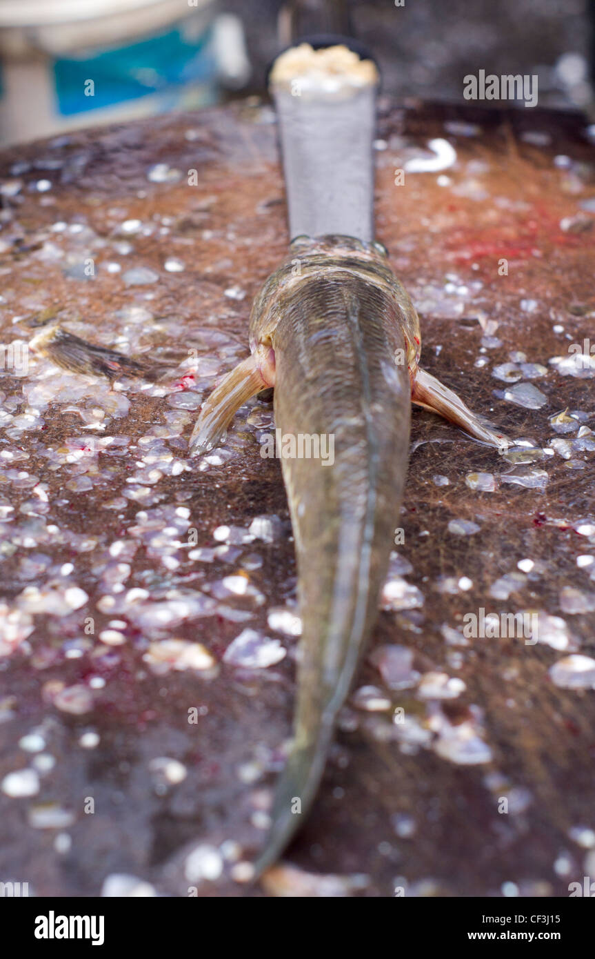 Murrel fish hi-res stock photography and images - Alamy