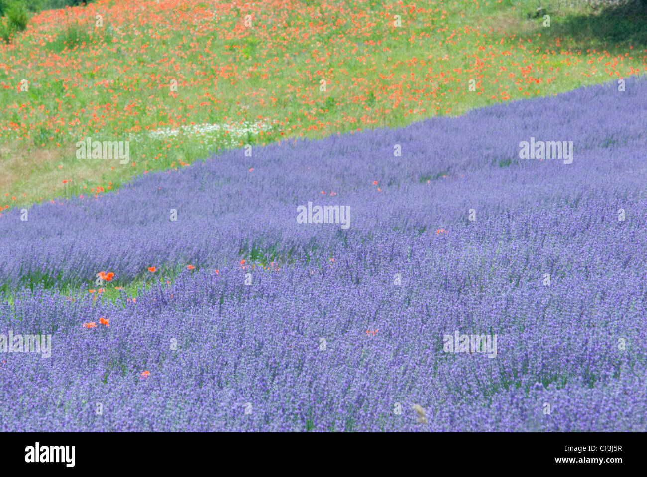 Lavender and poppies hi-res stock photography and images - Alamy