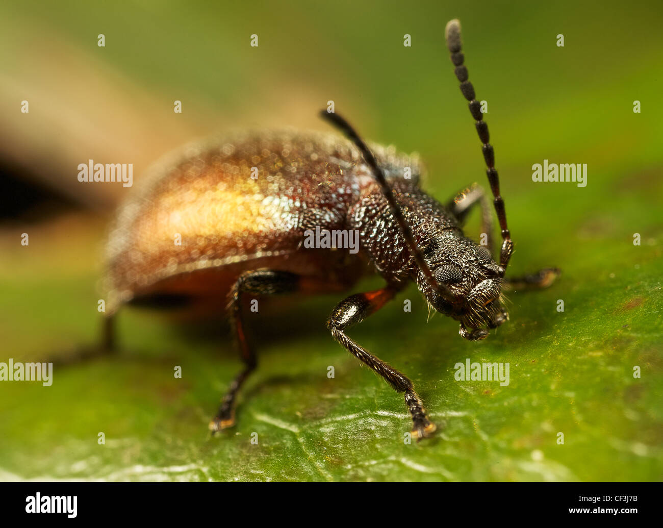Golden leaf beetle hi-res stock photography and images - Alamy