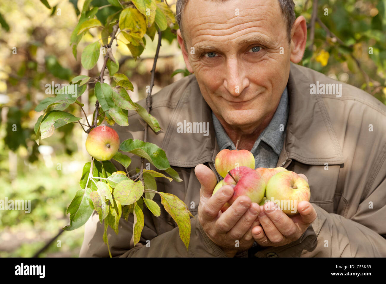 Old man with apples in hands in orchard Stock Photo - Alamy