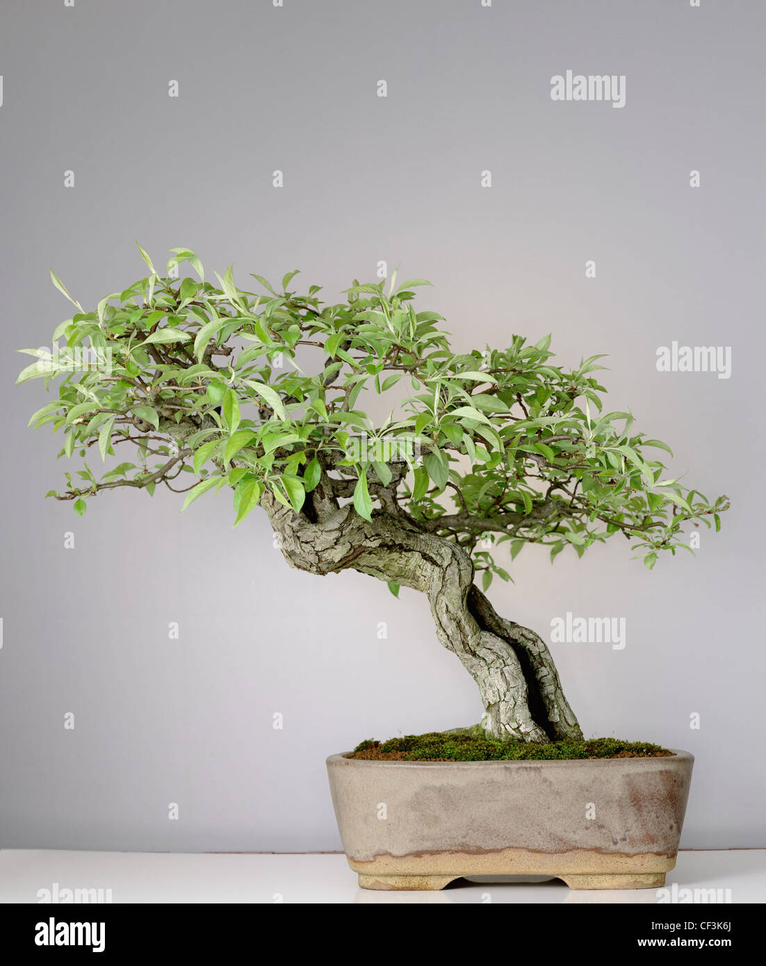 Slanting style Bonsai tree in brown pot with moss Stock Photo - Alamy