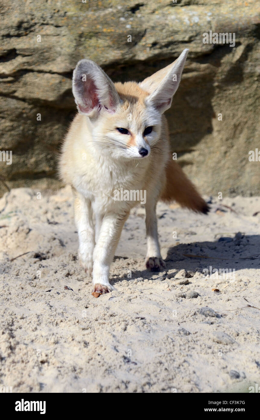 Fennic hi-res stock photography and images - Alamy