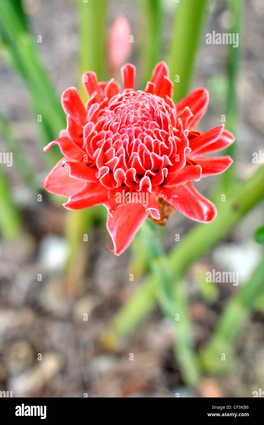 Stalks of bright red ginger flower heads Stock Photo - Alamy