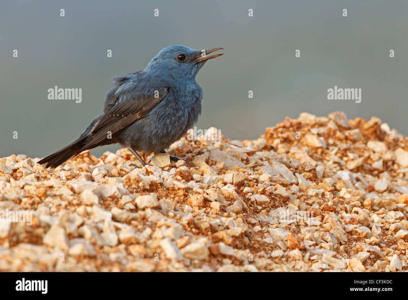 Blue Rock Thrush, Monticola solitarius Stock Photo - Alamy