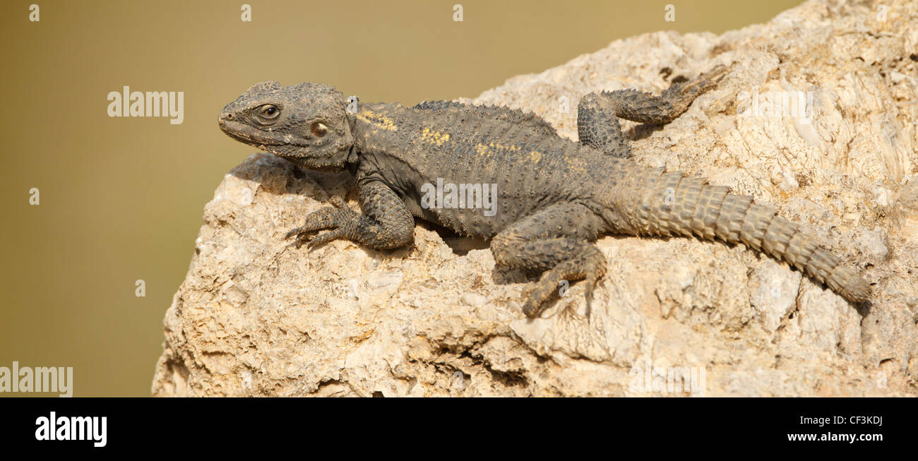 Star lizard hi-res stock photography and images - Alamy