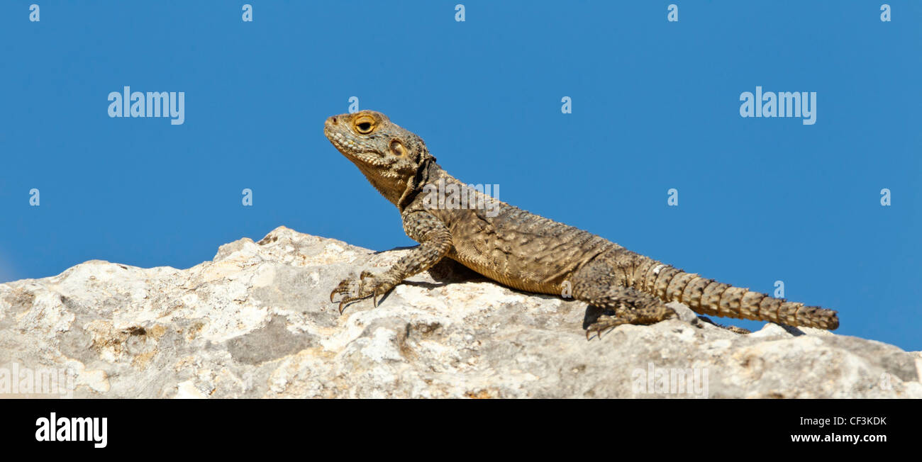 Stellion Star Lizard, Laudakia stellio Stock Photo - Alamy