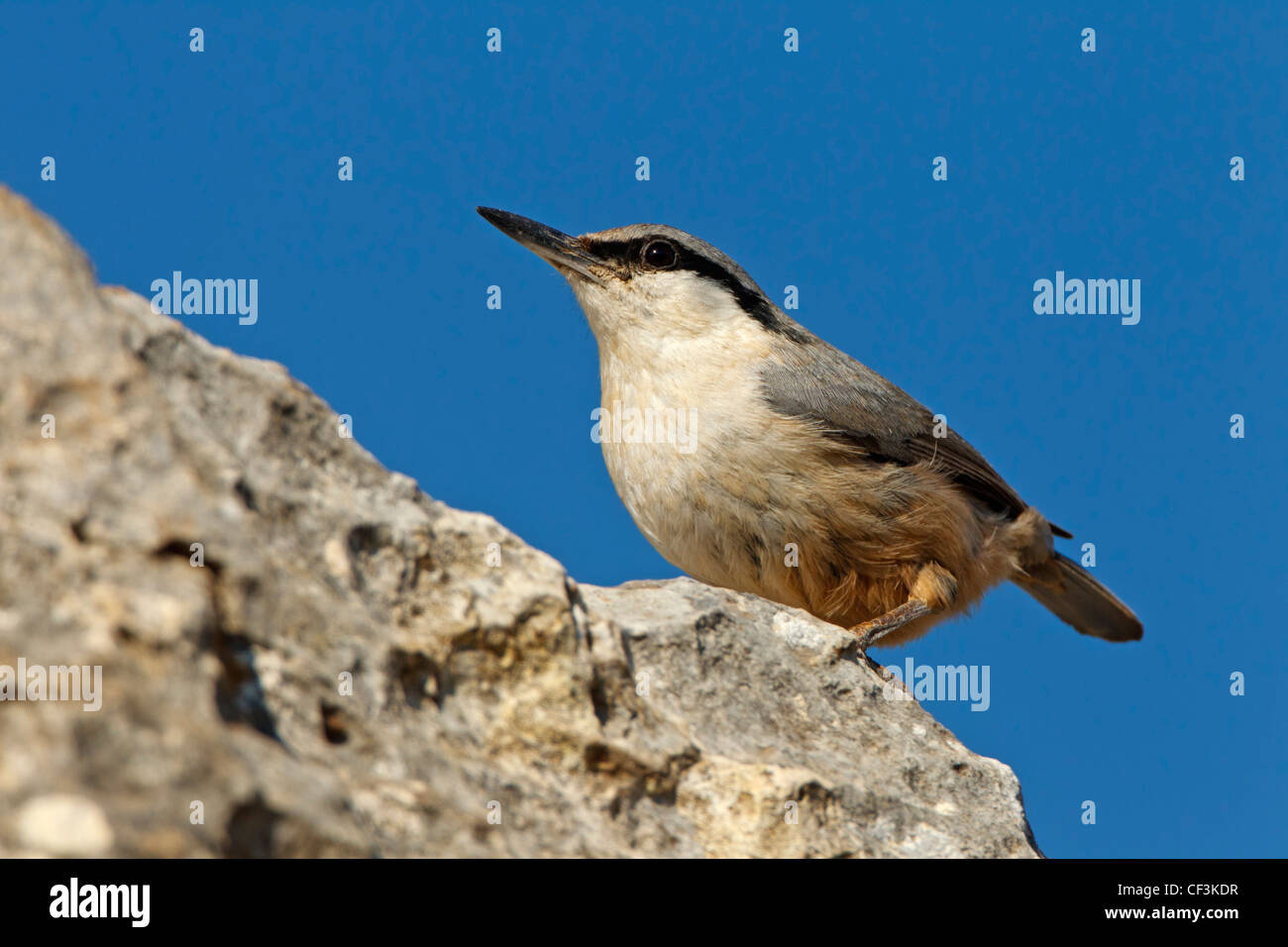 Eastern Rock Nuthatch, Sitta tephronota Stock Photo - Alamy