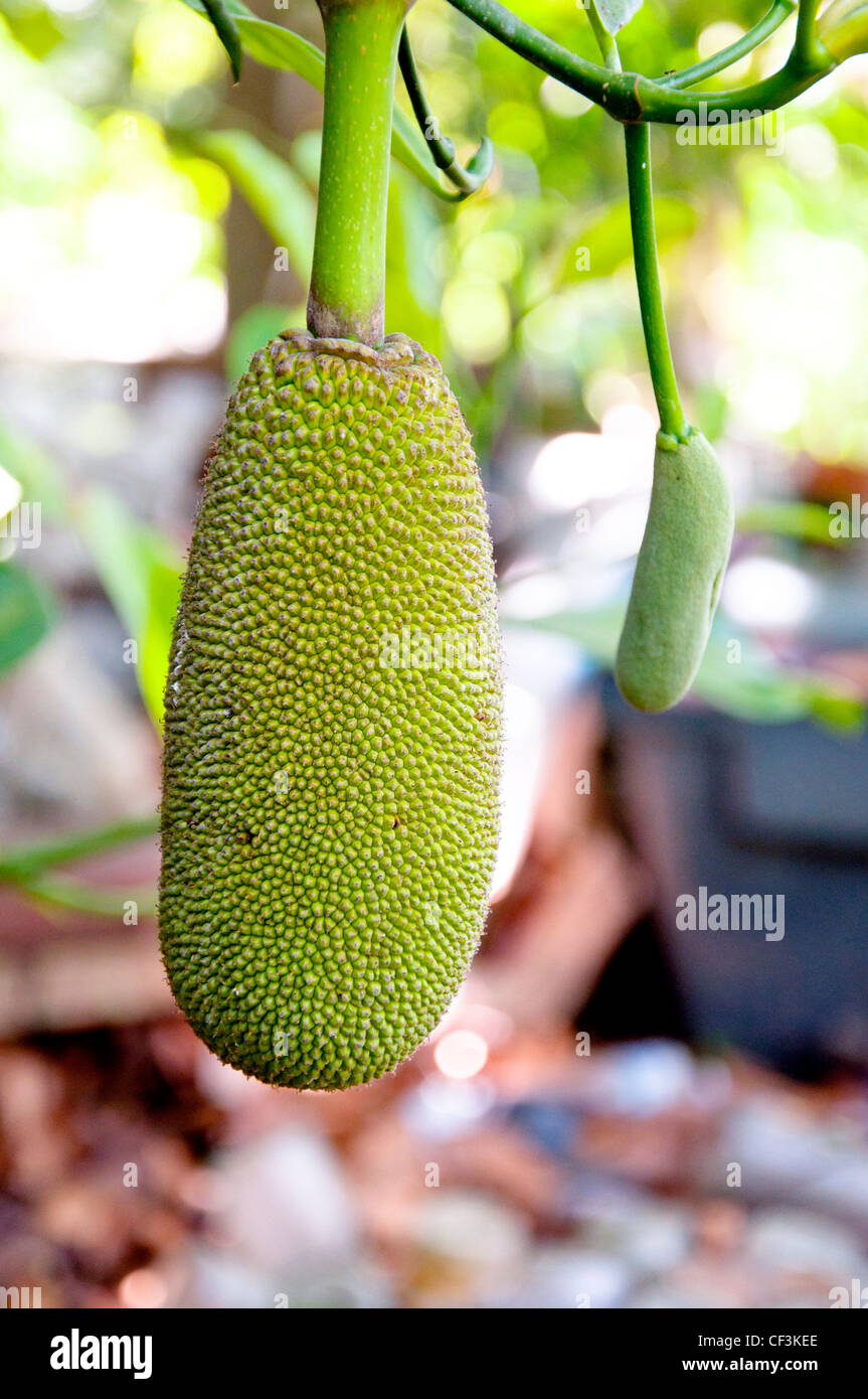 A picture of Jackfruit hanging on the tree Stock Photo - Alamy