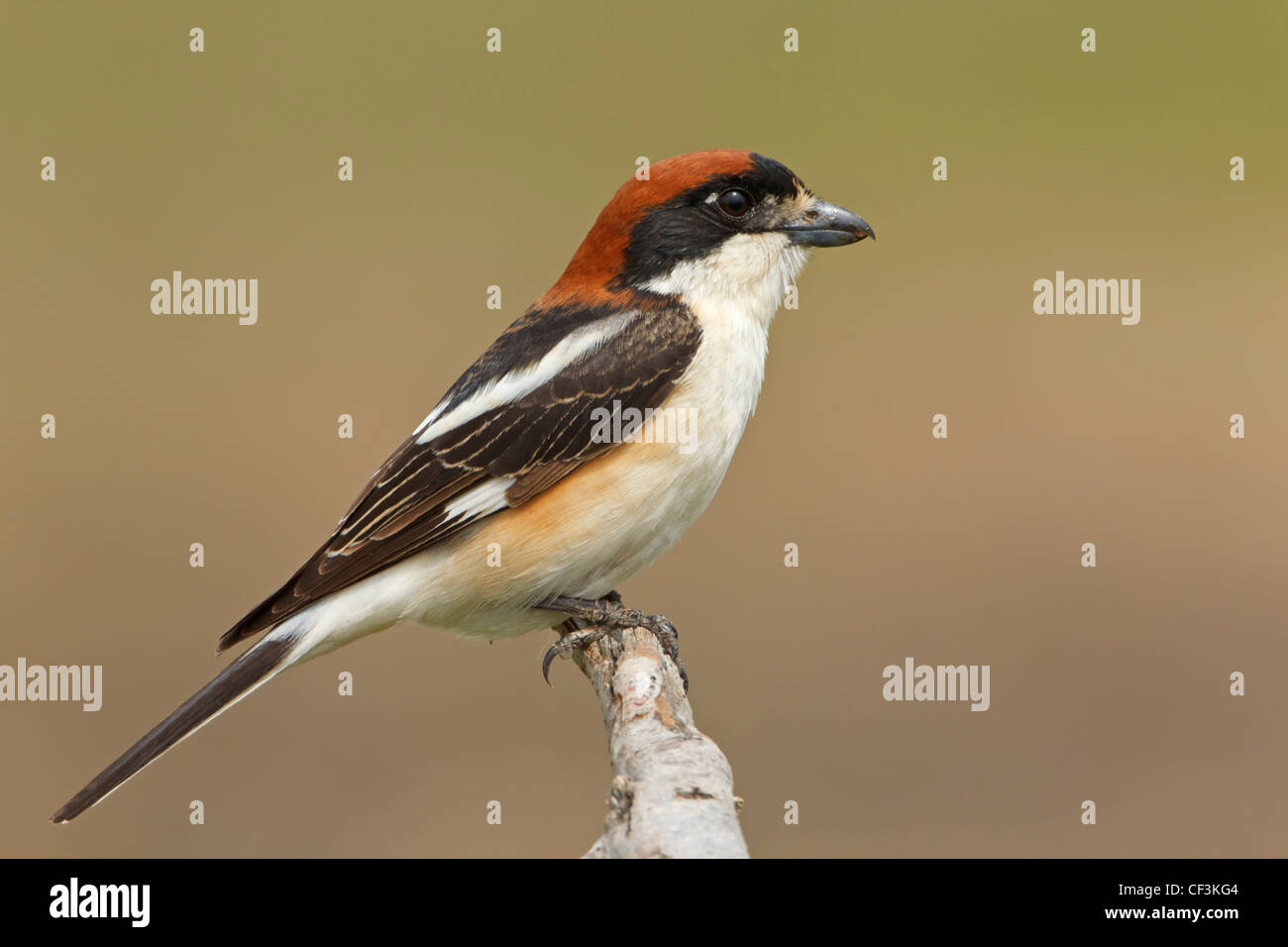 Woodchat Shrike, Lanius senator Stock Photo - Alamy