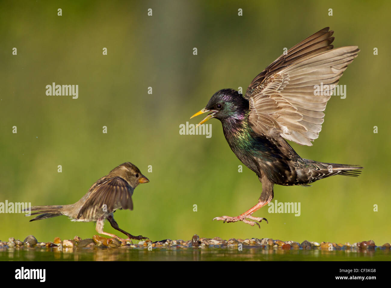 Two common starlings hi-res stock photography and images - Alamy
