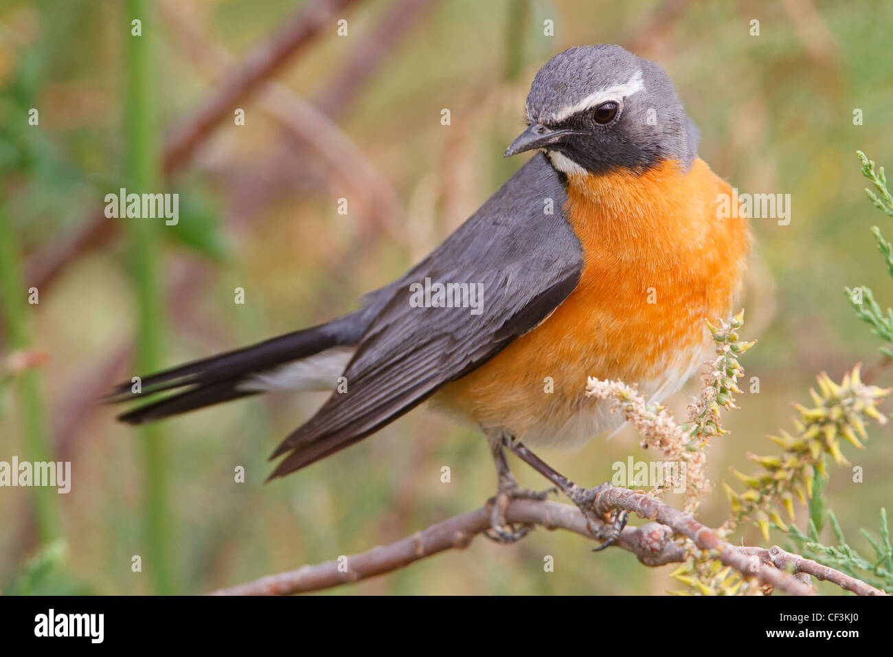 White-throated Robin, Irania gutturalis Stock Photo - Alamy