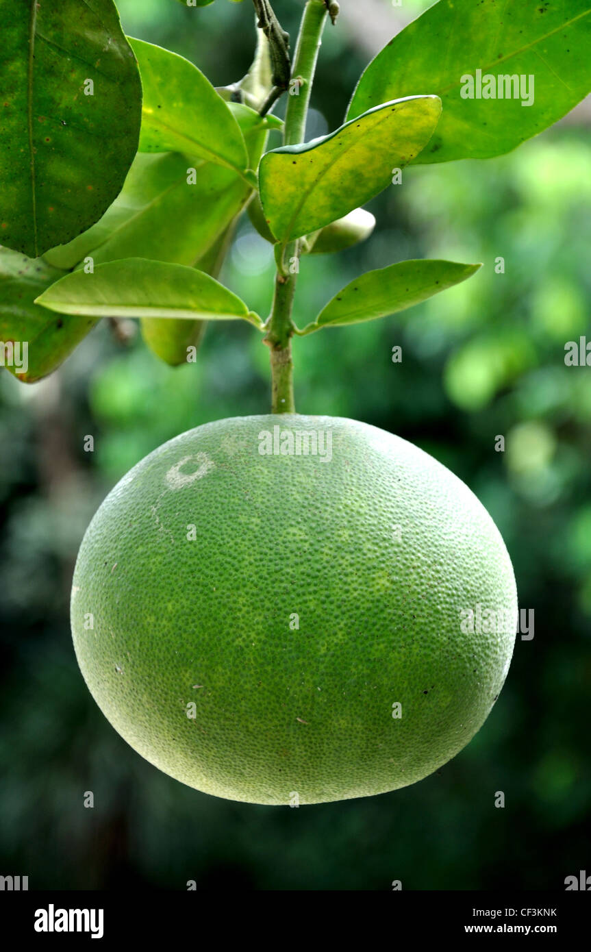 Green pomelo ,Pummelo, Shaddock fruit Stock Photo - Alamy