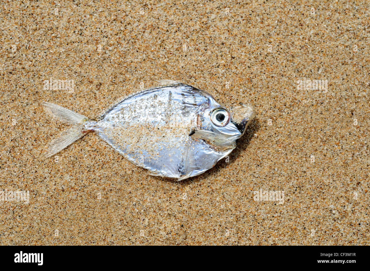Dead fish at beach Stock Photo - Alamy