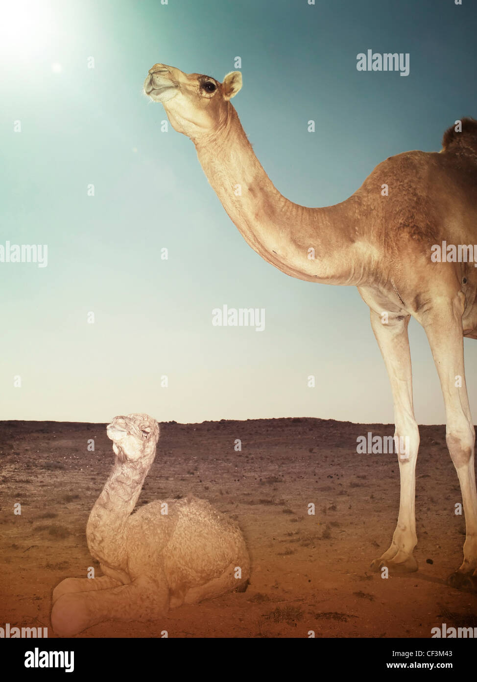 Camel with young deer, desert, Qatar, Arabia Stock Photo - Alamy