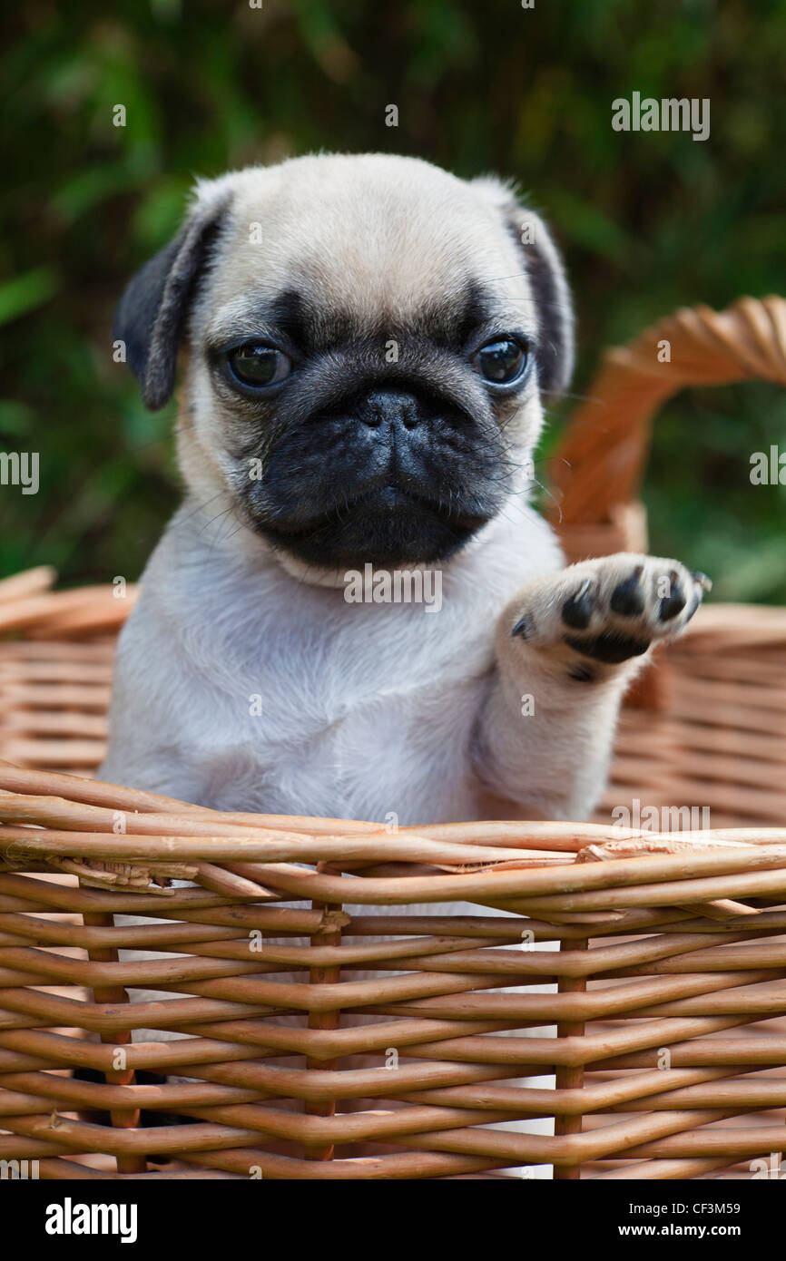 Basket mouth hi-res stock photography and images - Alamy