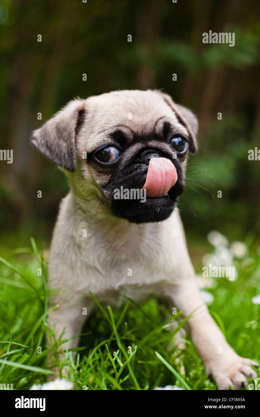 Pug puppy on lawn Stock Photo - Alamy