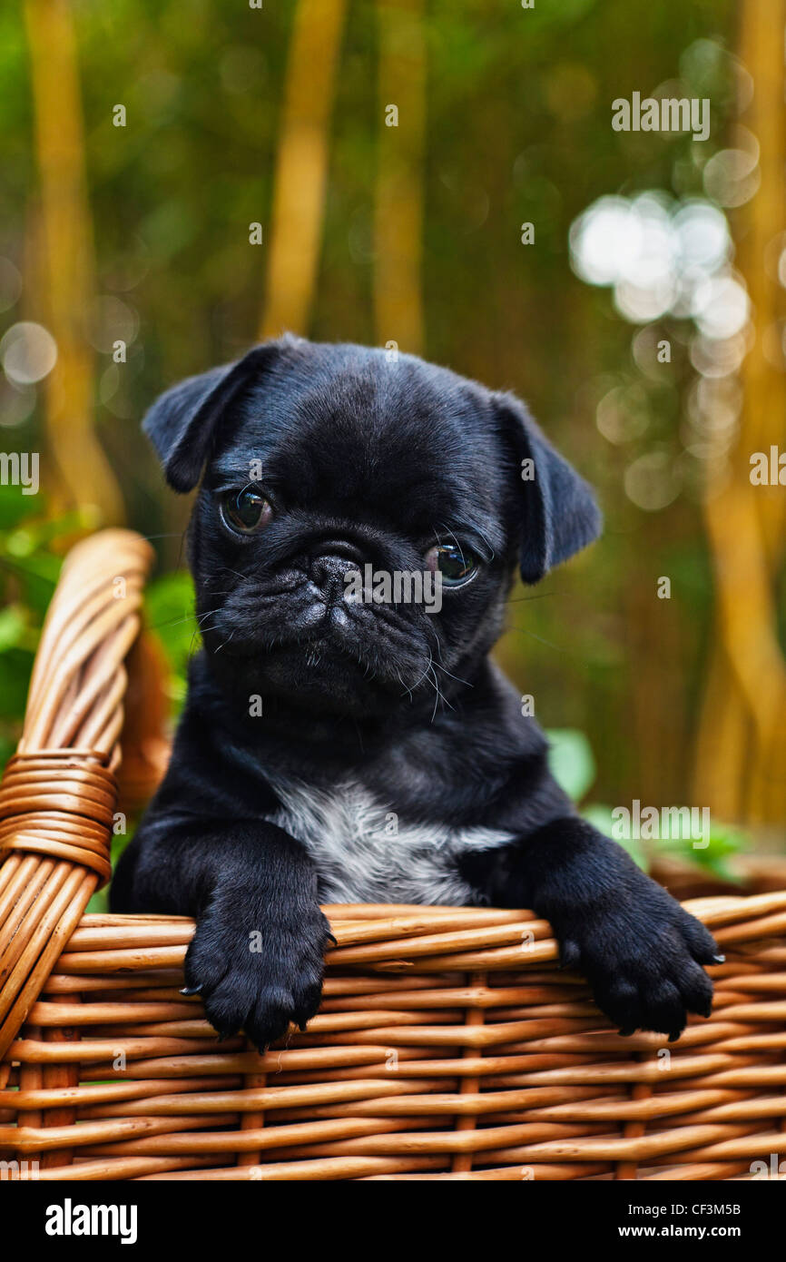 Pug dog's basket hi-res stock photography and images - Alamy