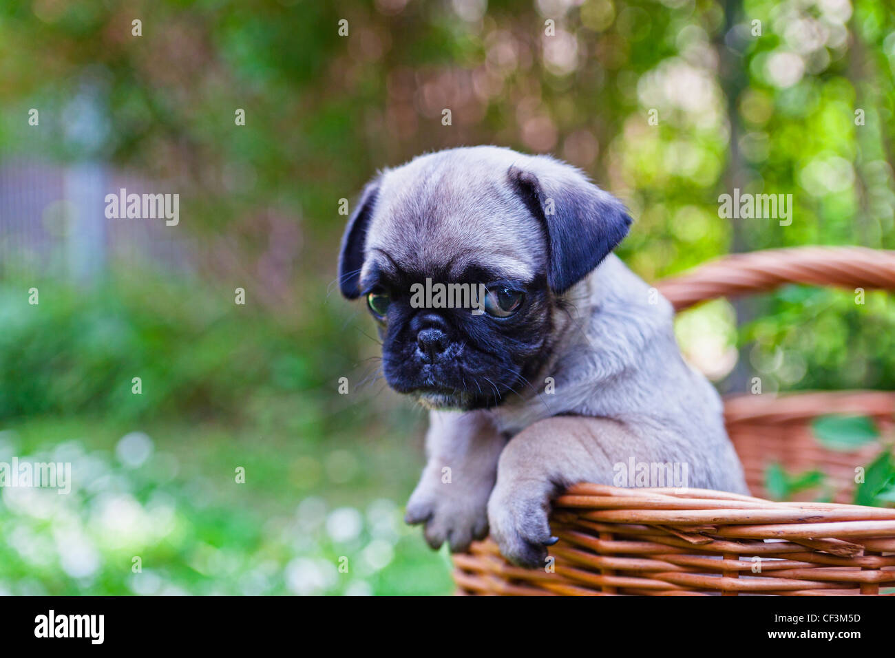 Pug dog's basket hi-res stock photography and images - Alamy