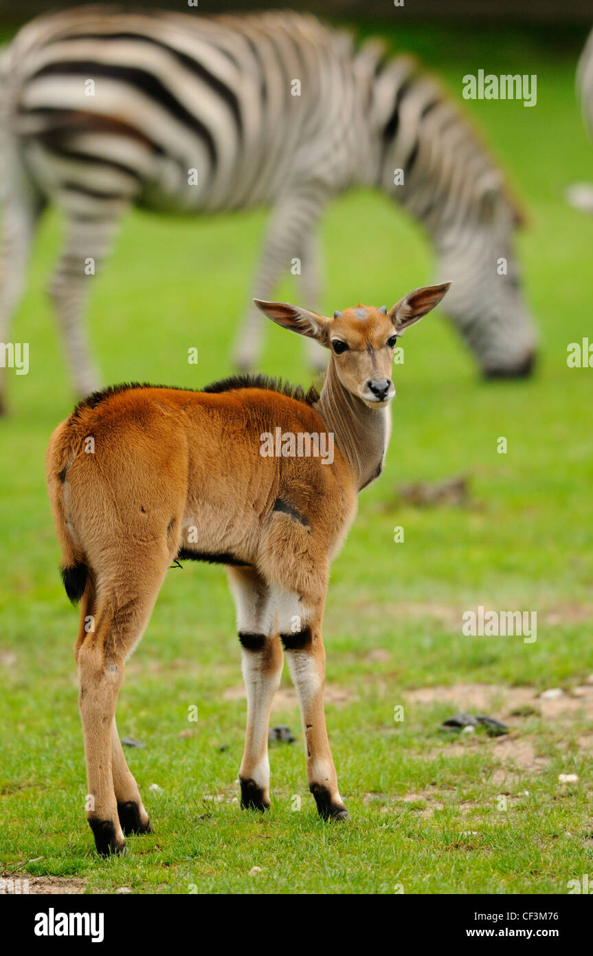 Northern eland hi-res stock photography and images - Alamy