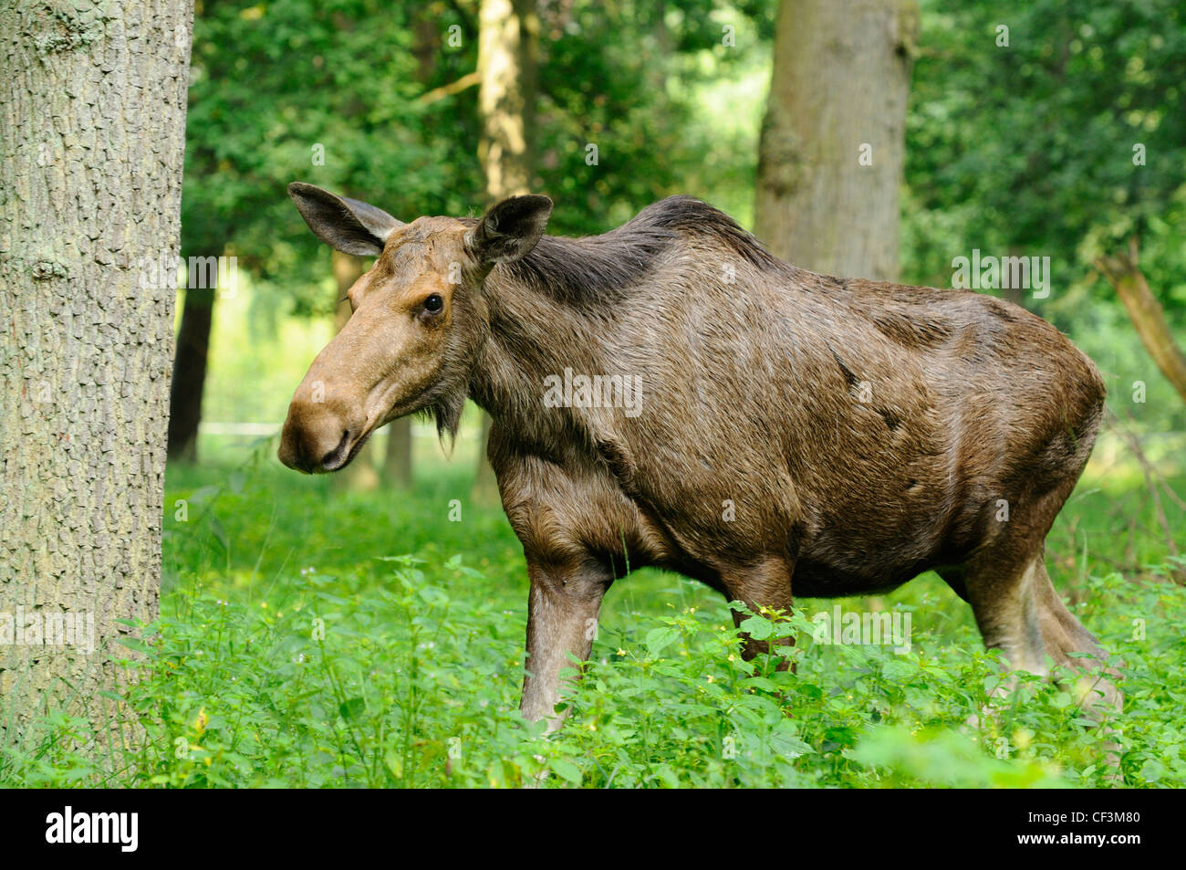 Wildpark alte fasanerie hanau hi-res stock photography and images - Alamy