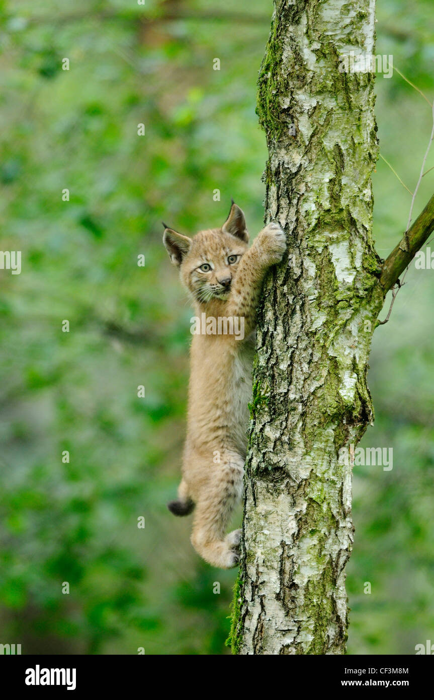 Wildpark Alte Fasanerie Hanau High Resolution Stock Photography and ...