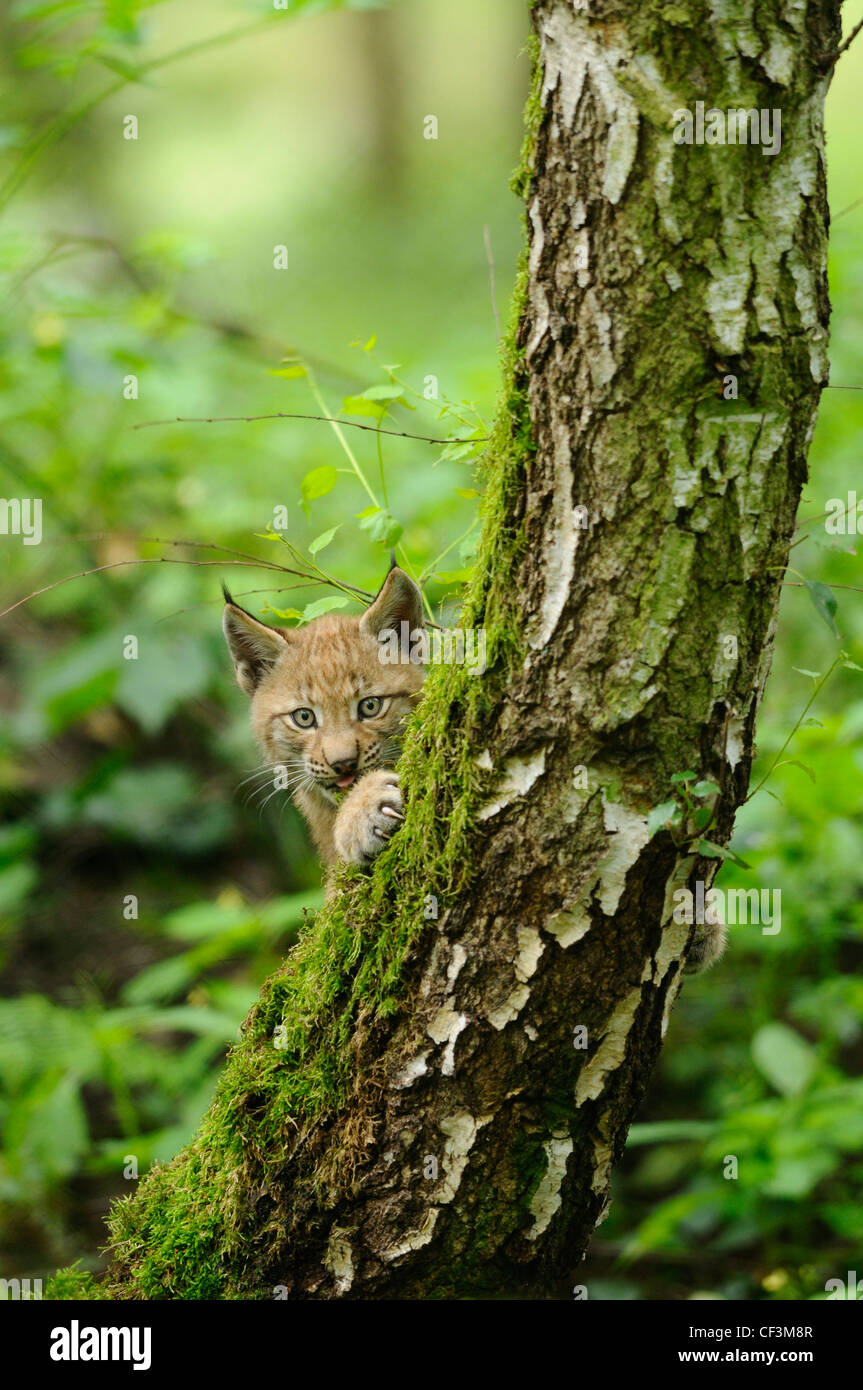 Wildpark Alte Fasanerie Hanau High Resolution Stock Photography and ...