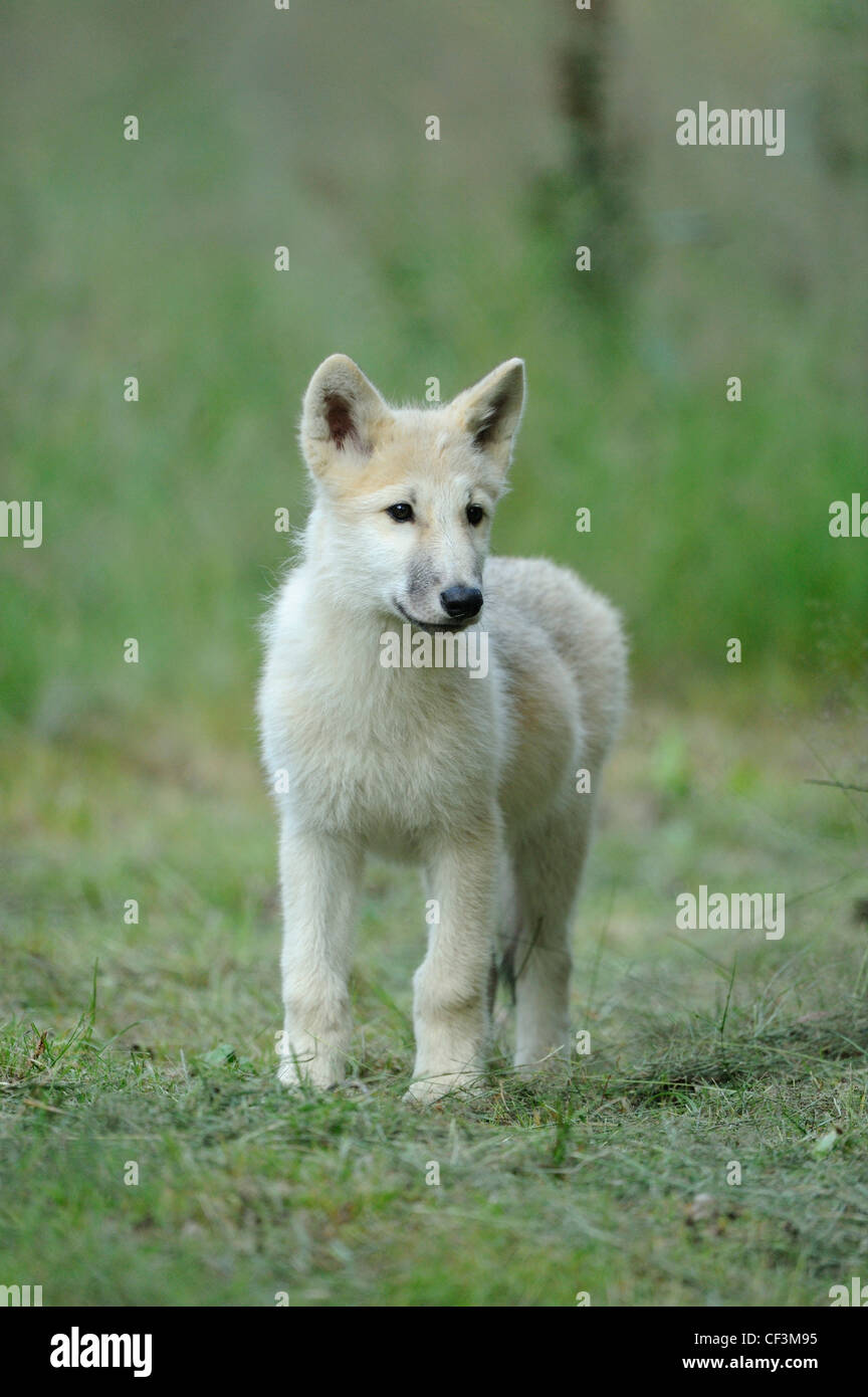 Arctic wolf cub hi-res stock photography and images - Alamy