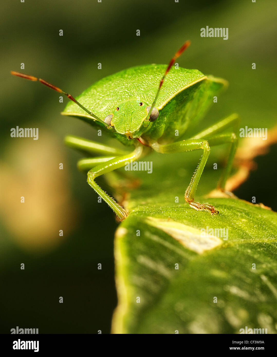 juvenile stink bug Stock Photo - Alamy