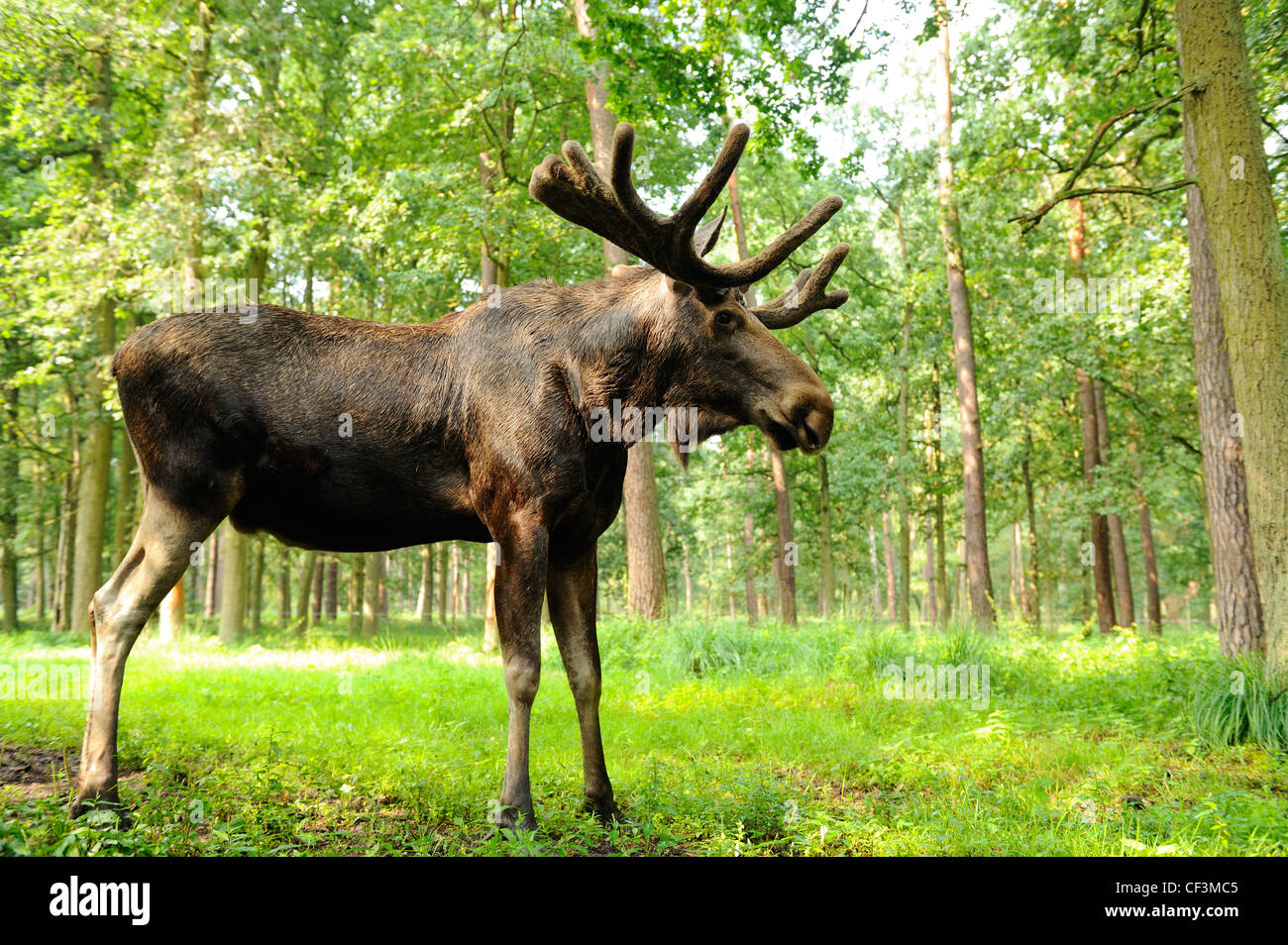 Wildpark Alte Fasanerie Hanau High Resolution Stock Photography and ...