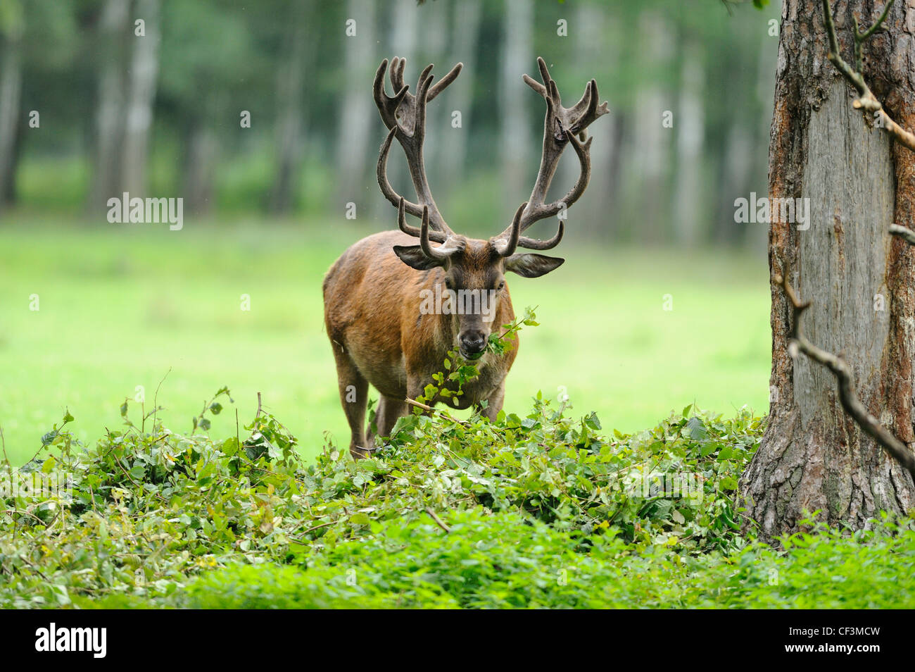 Wildpark alte fasanerie hanau hi-res stock photography and images - Alamy