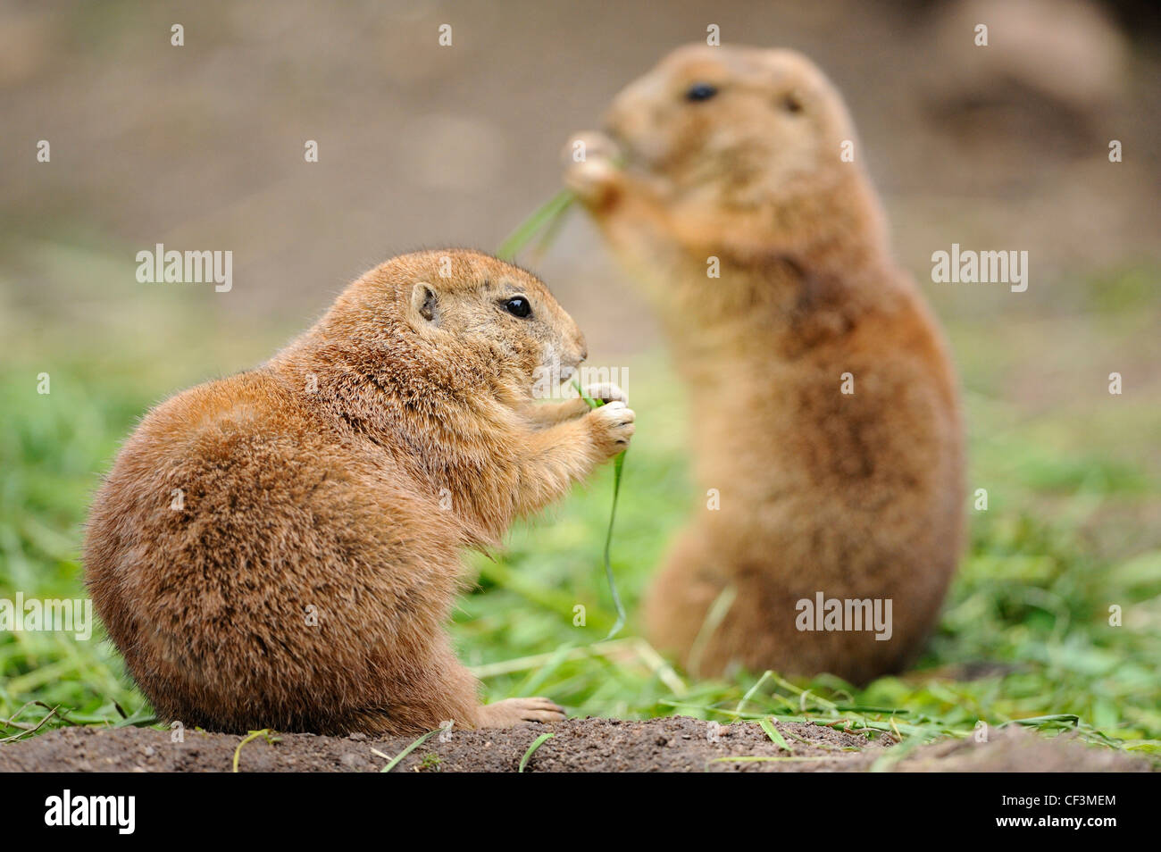 Two prairie dogs, Cynomys ludovicianus Stock Photo - Alamy