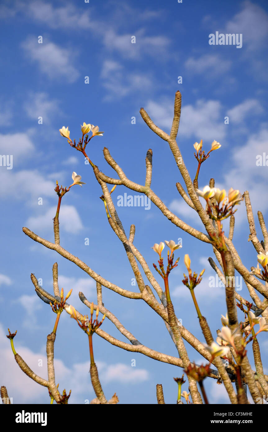 Frangipani tree (Plumeria) against a blue sky in Thailand Stock Photo ...
