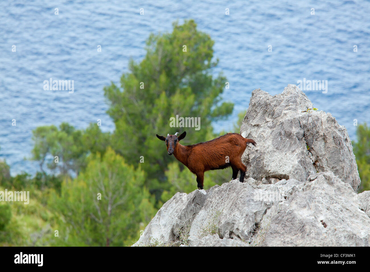 Feral domestic goat on a rock near Sa Calobra, Majorca, Spain Stock ...