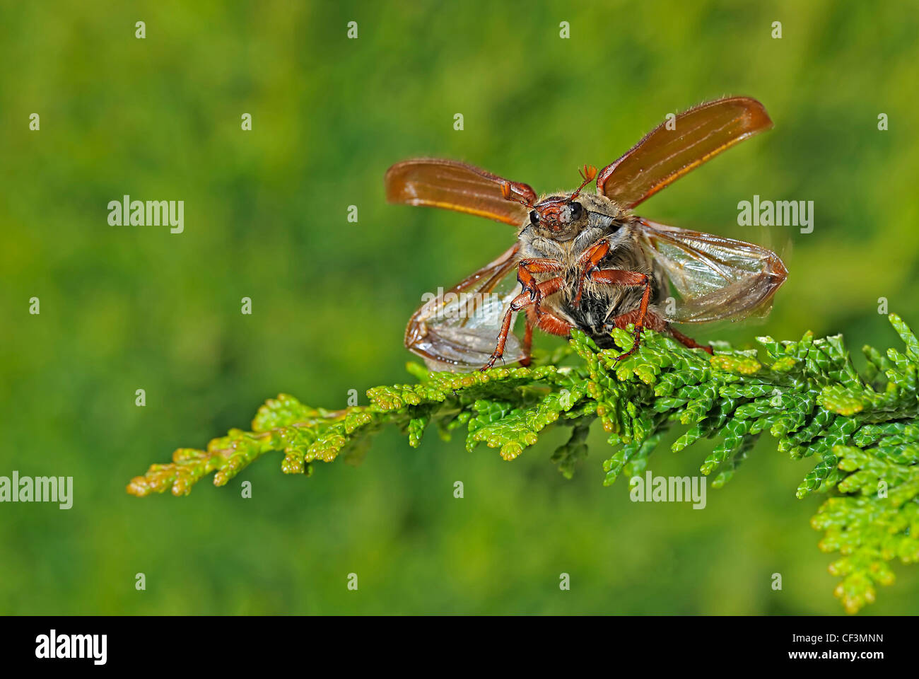 Bug photograph hi-res stock photography and images - Alamy