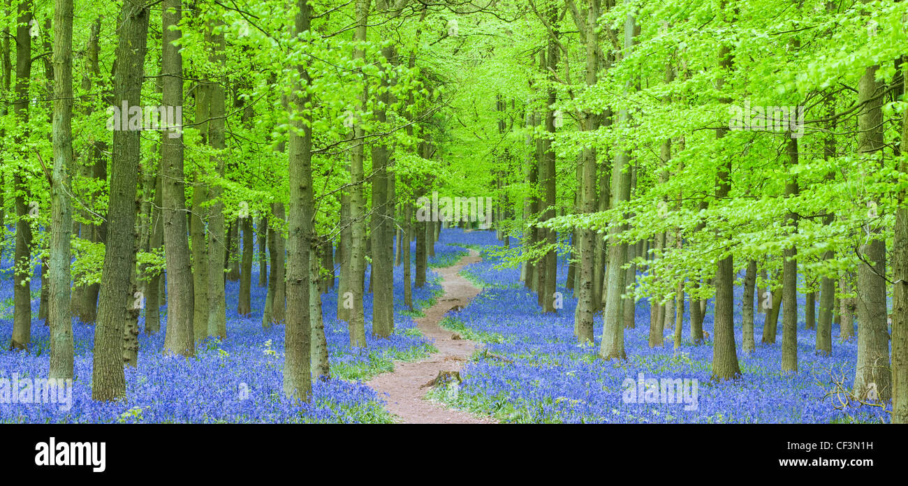 Path cutting through Bluebells in Dockey Woods on the Hertfordshire ...